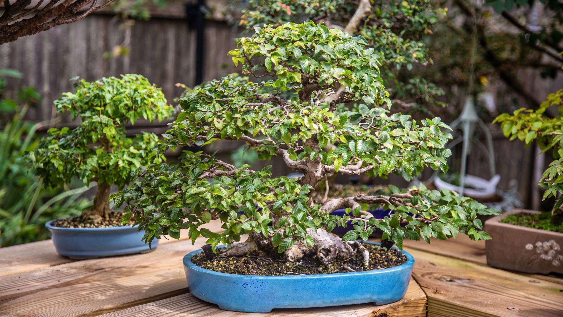 Gallery - Holistic Bonsai